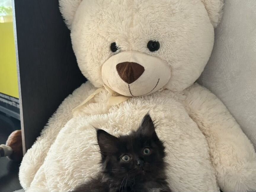 Котенок в добрые руки