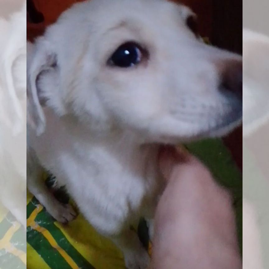 Щенок в добрые руки