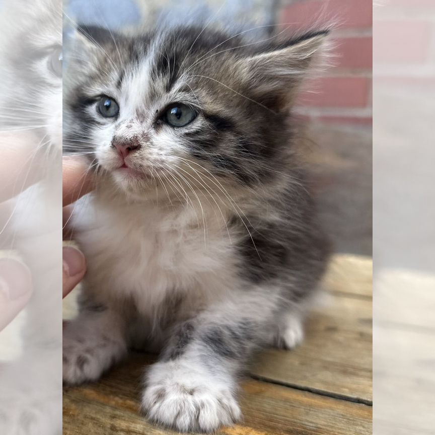 Котёнок в добрые руки