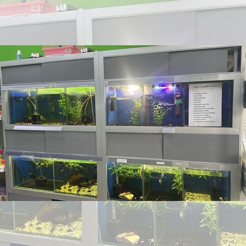 Аква стеллаж под рыбок в зоомагазмн