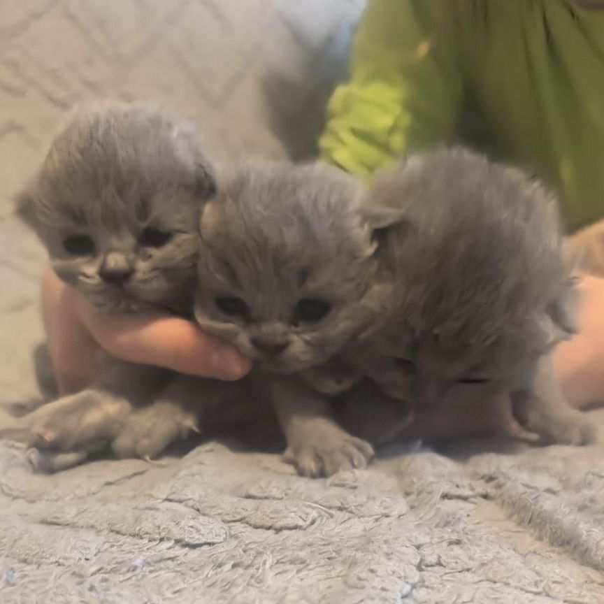 Шотландская