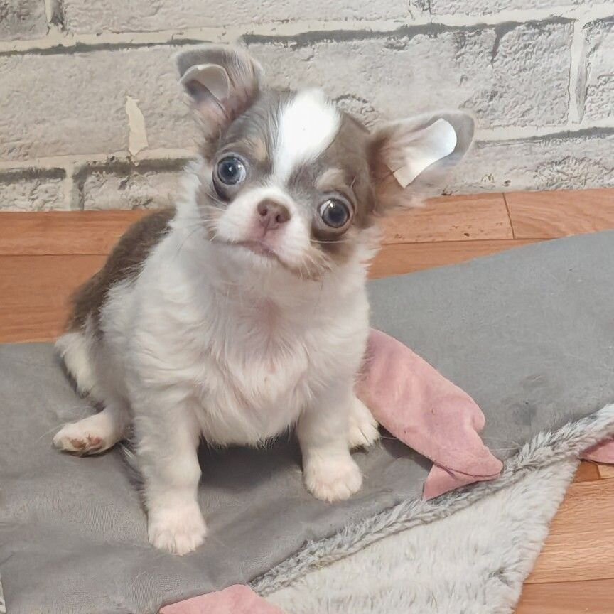 Чудо мальчишка