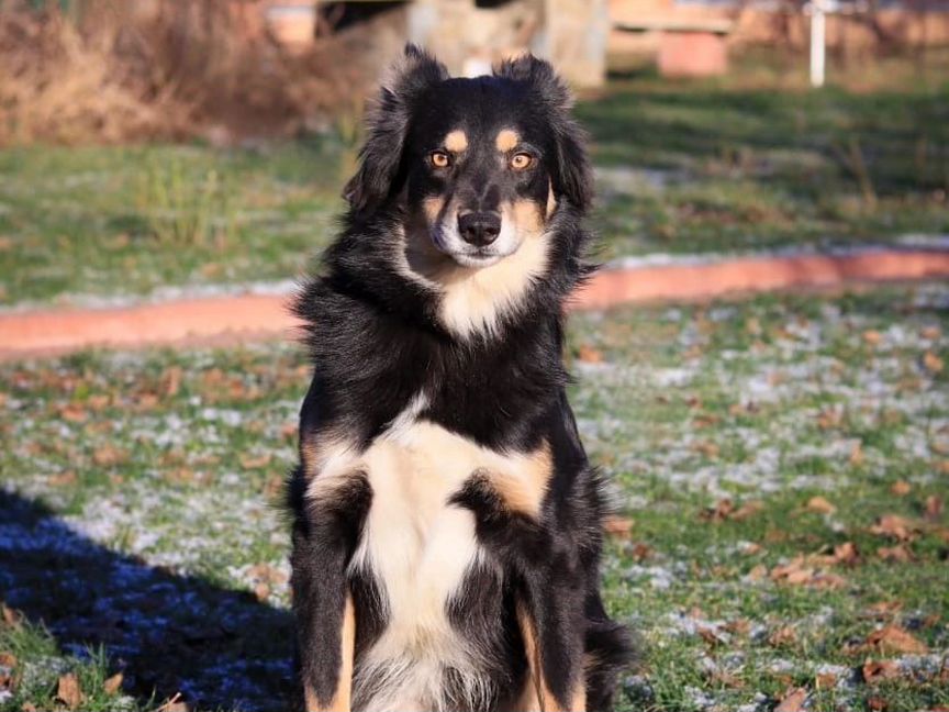 Кобель 1год 3 месяца Сноу ищет дом