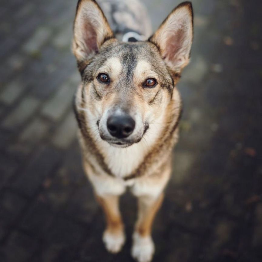 Взрослая собака в добрые руки