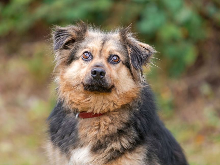 Собаки бесплатно в добрые руки