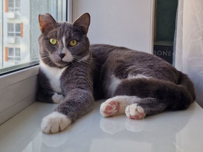 Котик Кренделек ищет дом