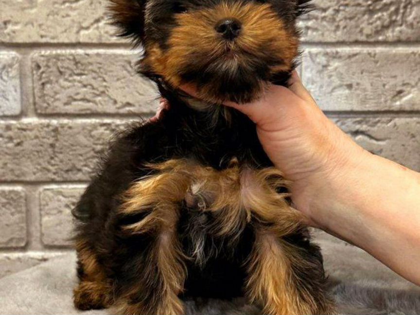 Йоркширский терьер щенки