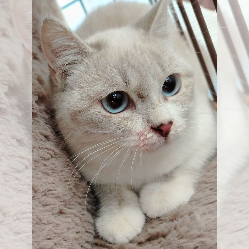 Тайская, взрослая кошка