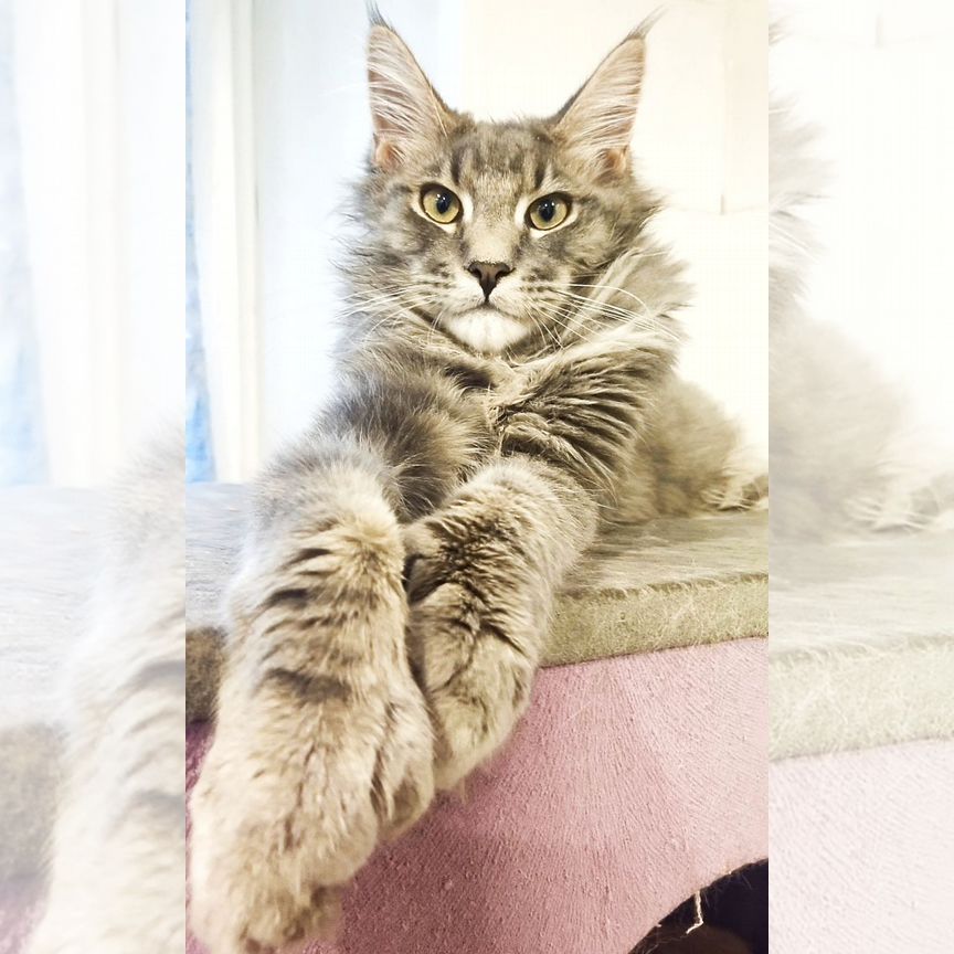 Мейн-кун котёнок