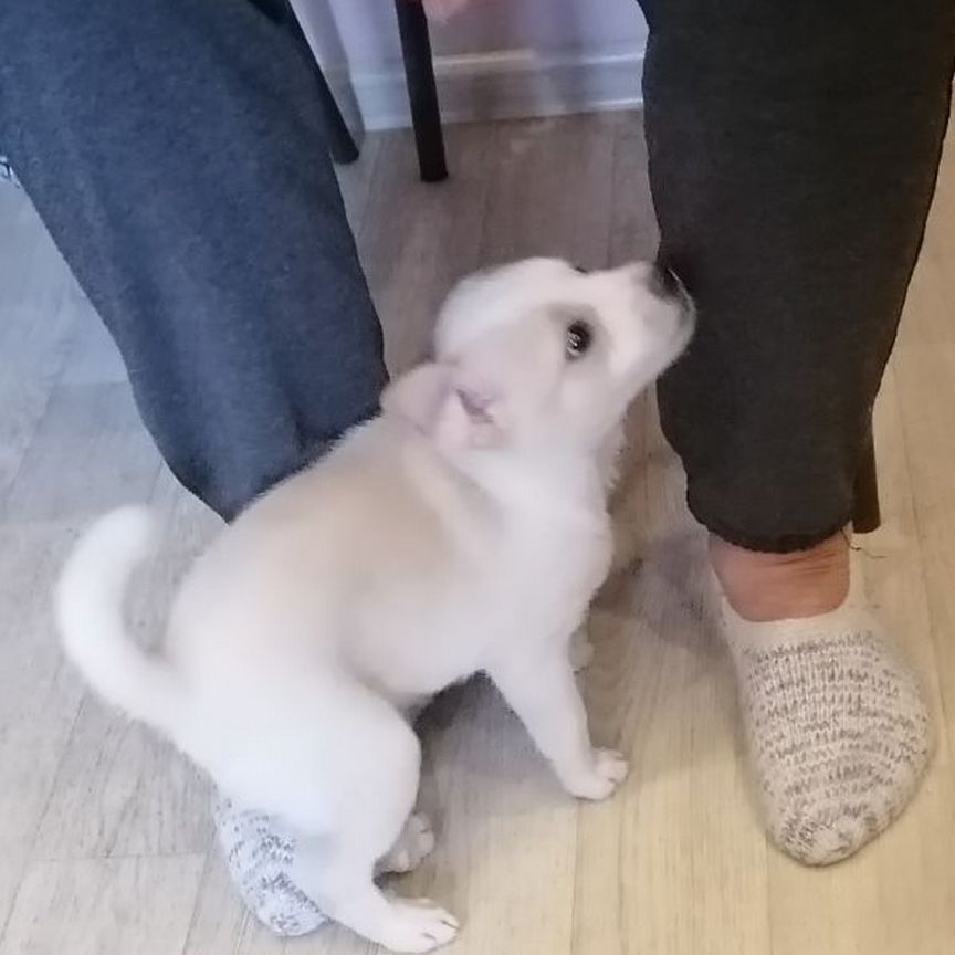 Щенок в добрые руки