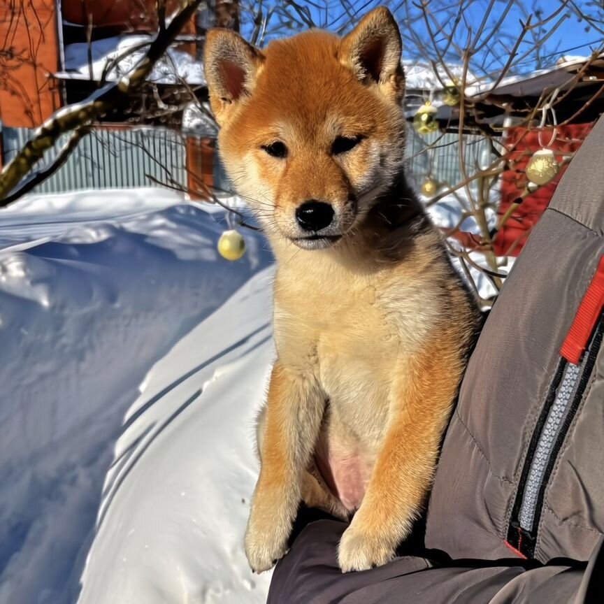 Сиба-ину, щенок