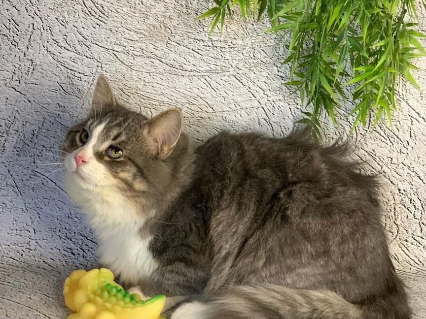 Котенок в добрые руки бесплатно