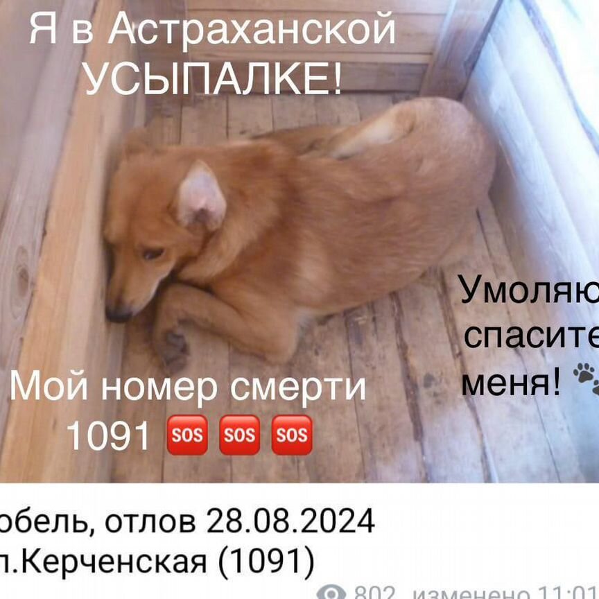 Собака в усыпалке