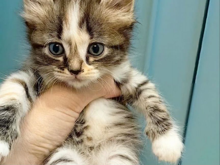 Кошки в добрые руки