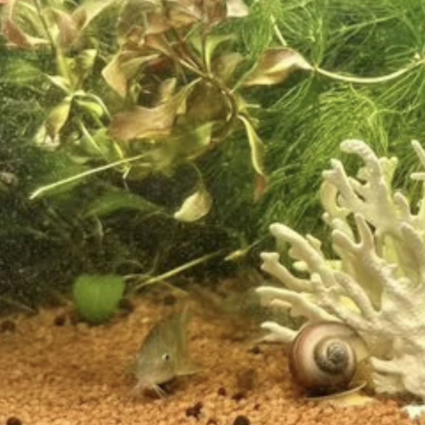 Аквариумная прополка