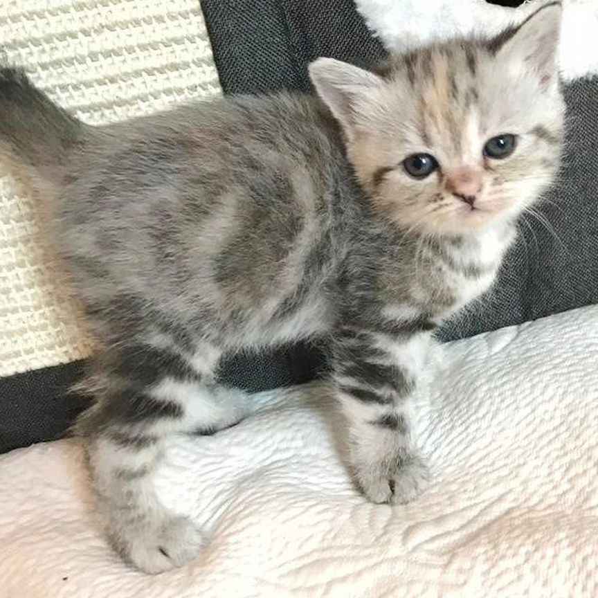 Котенок прямоухая девочка мрамор на серебре