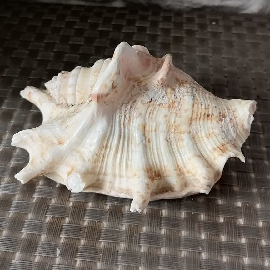 Морские раковины