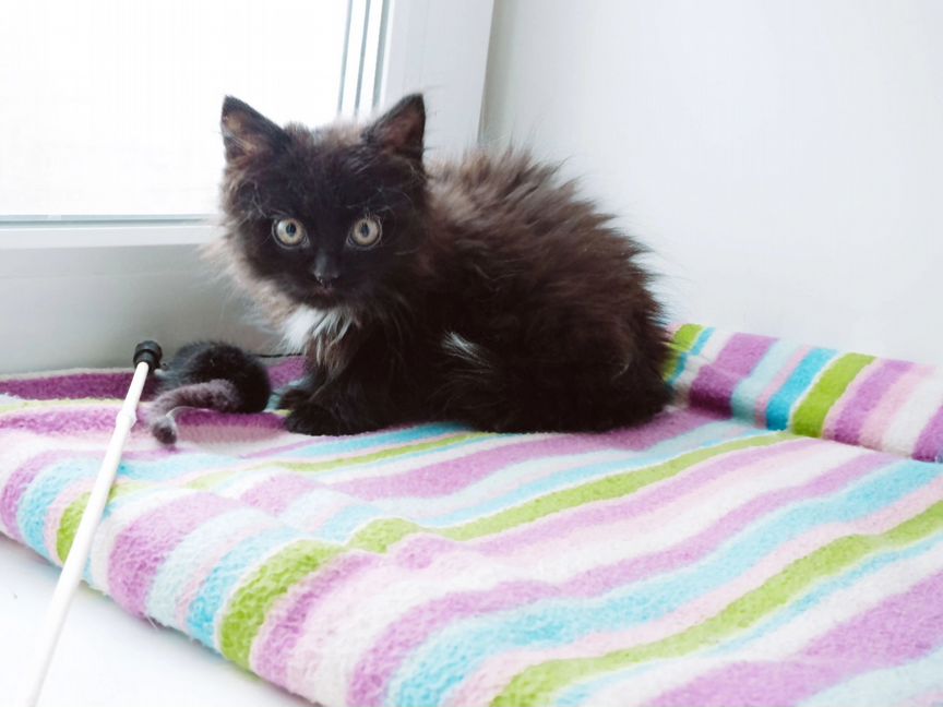 Девочка Блэкери в добрые руки