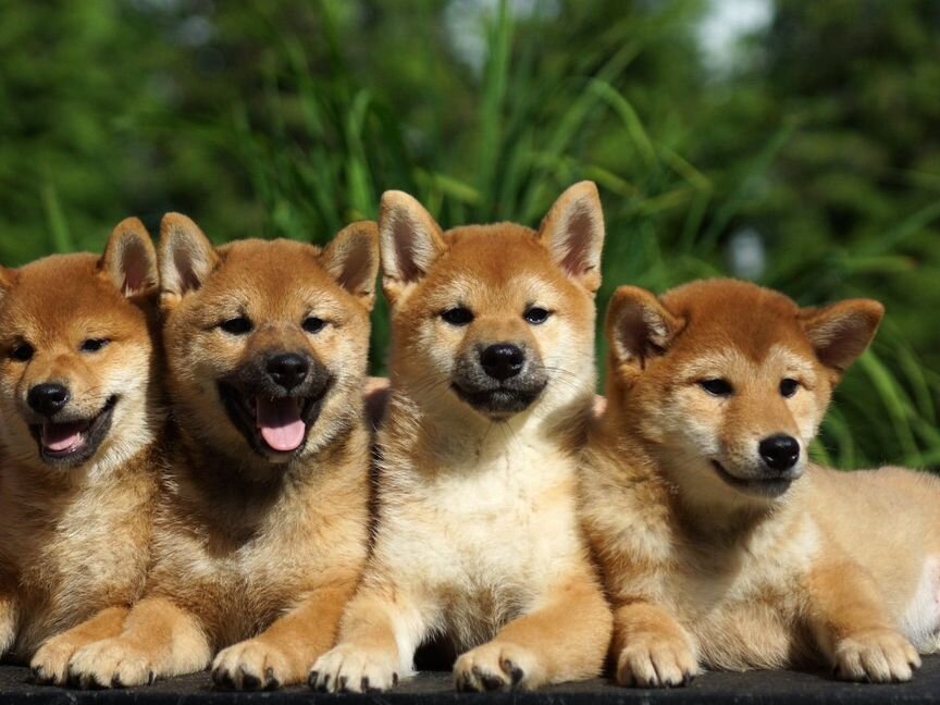 Сиба ину щенки