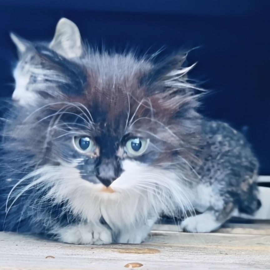 Котёнок от частного владельца