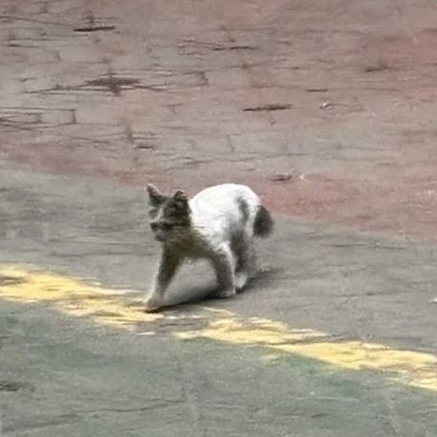 Котята на заводе