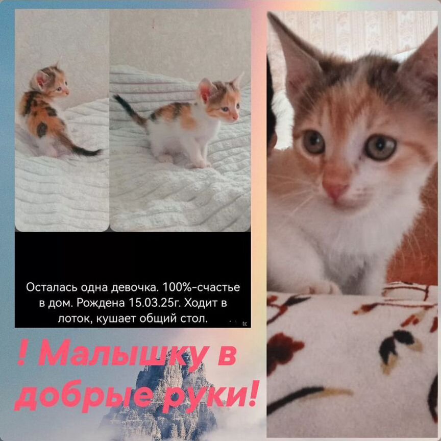 Котята в добрые руки