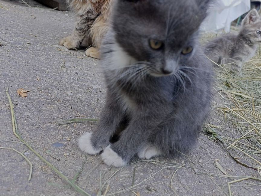 Котята в добрые руки