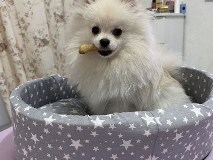 Шпиц вязка