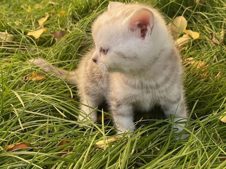 Шотландские котята