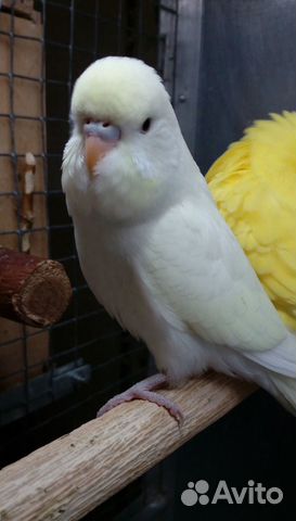 Белый желтолицый птенчик