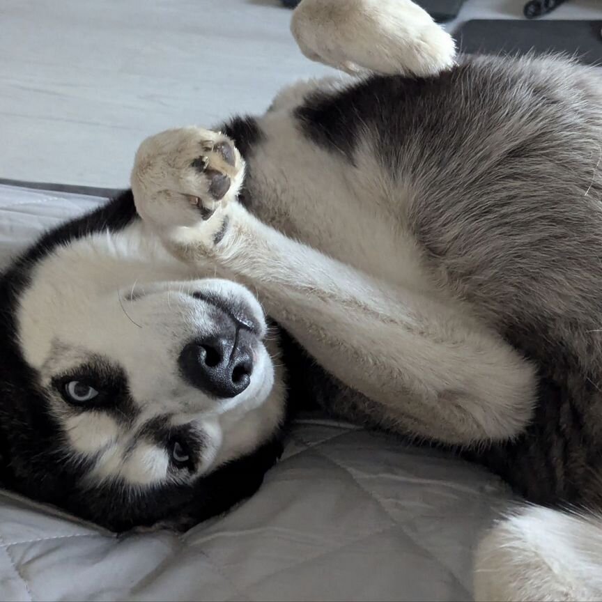 Хаски в добрые руки