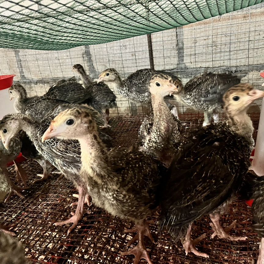 Индюки подрощенные