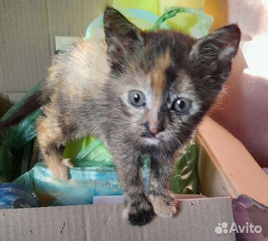 Отдам котенка в добрые руки