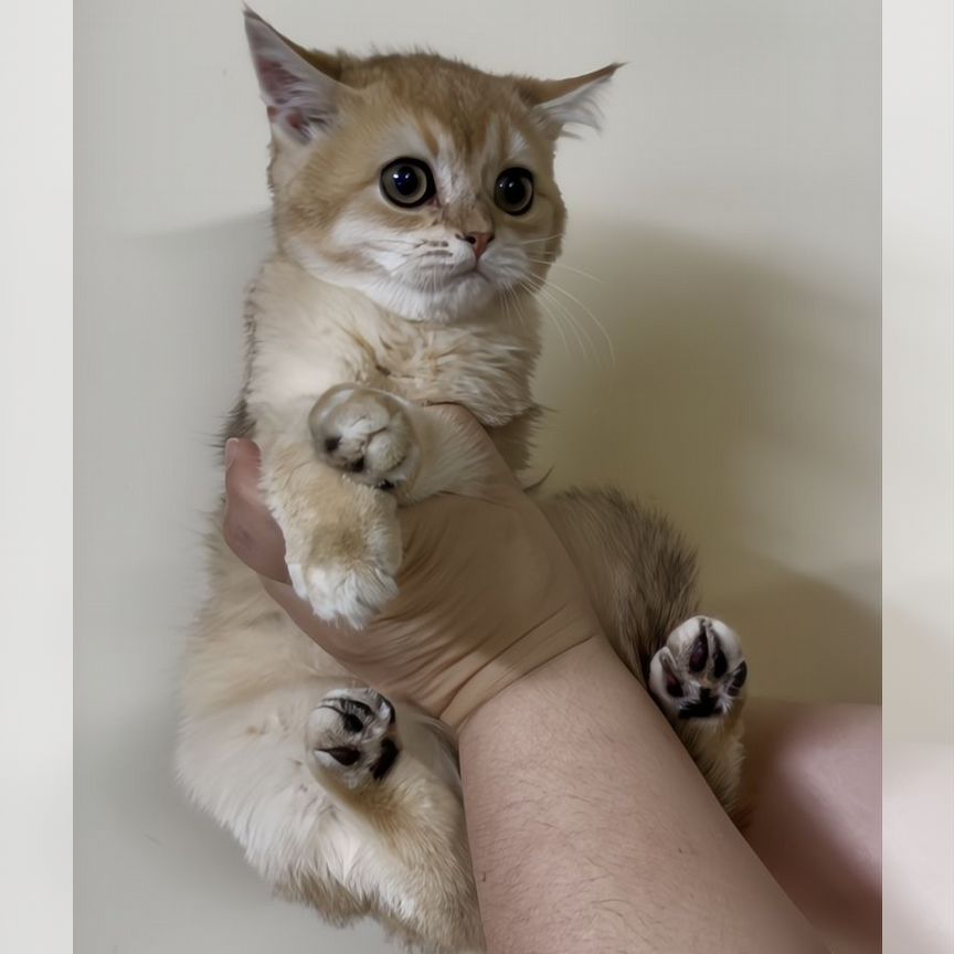 Шотландский прямоухий короткошёрстный котёнок