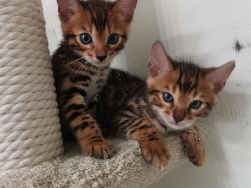 Бенгальские котики