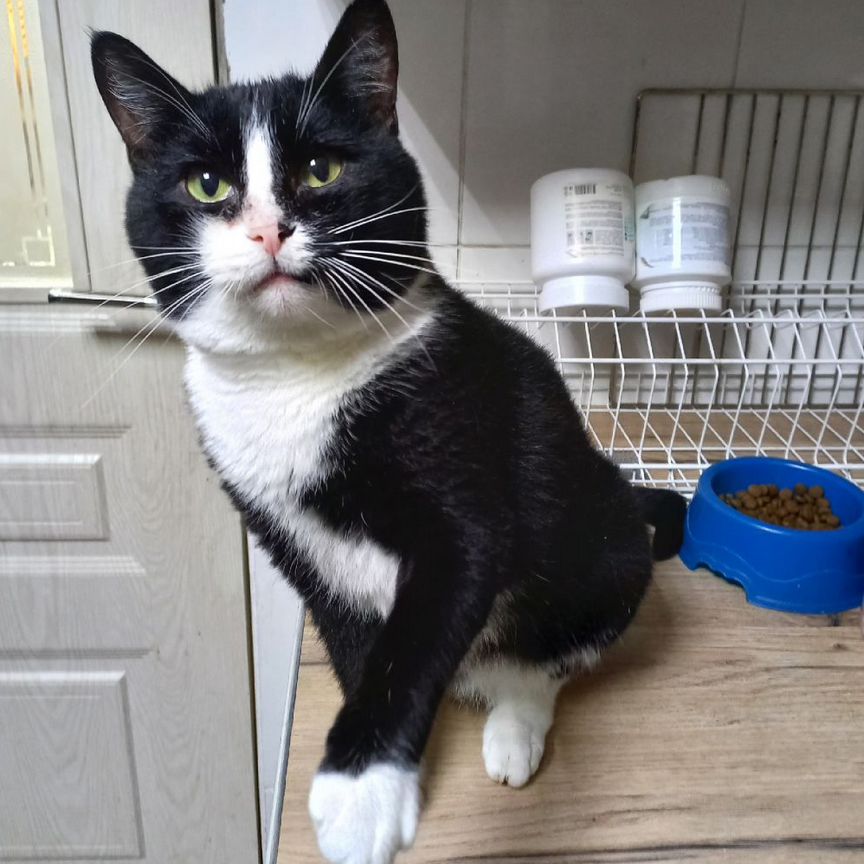 Взрослый кот в добрые руки