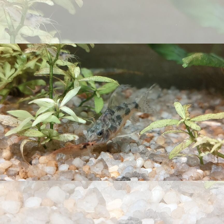 Креветка аквариумная