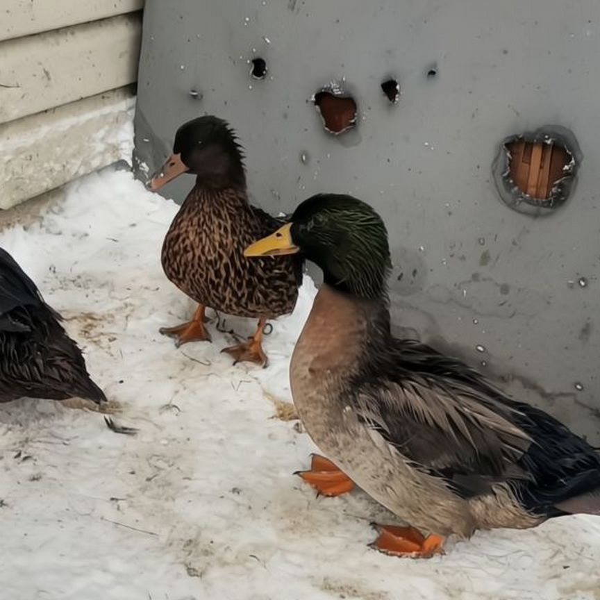 Подсадные утки чубарые