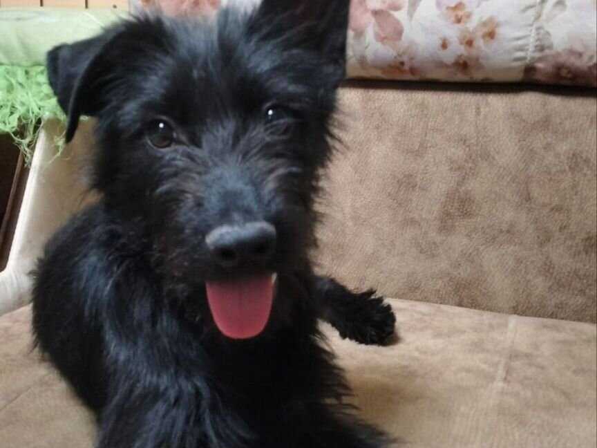 Щенок в добрые руки