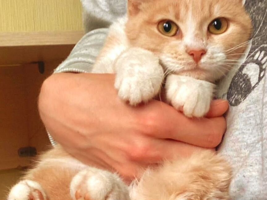 Персиковый котенок девочка