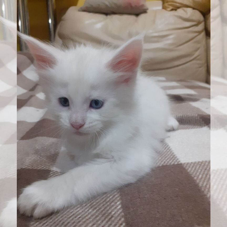 Мейн-кун котёнок