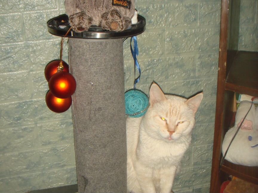 Кошкин дом 2