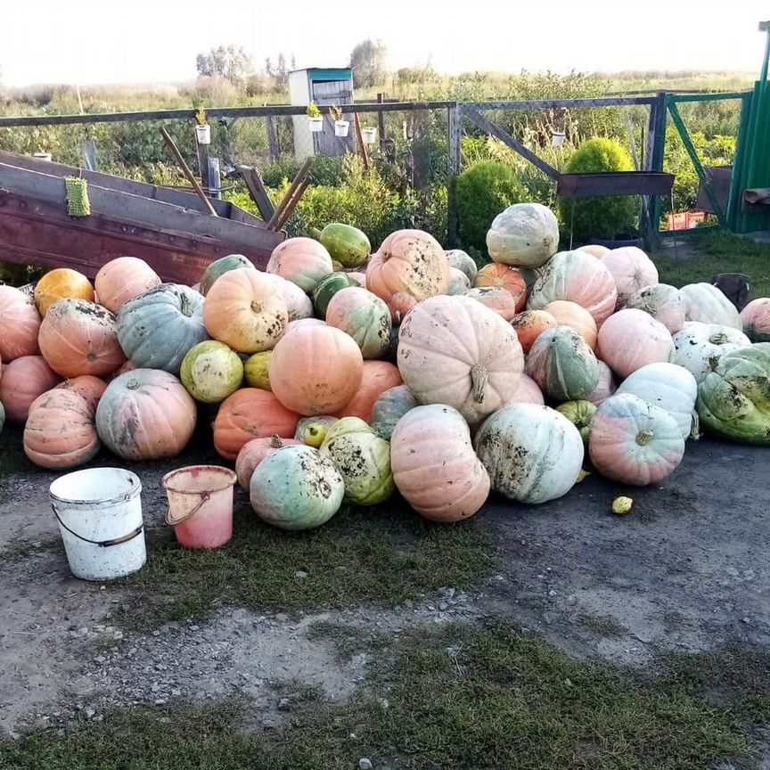 Тыква кормовая