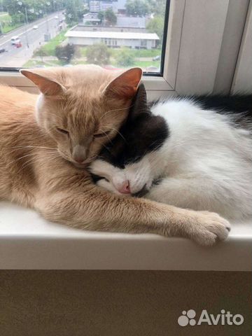 Коты Тиша и Лёва в добрые руки