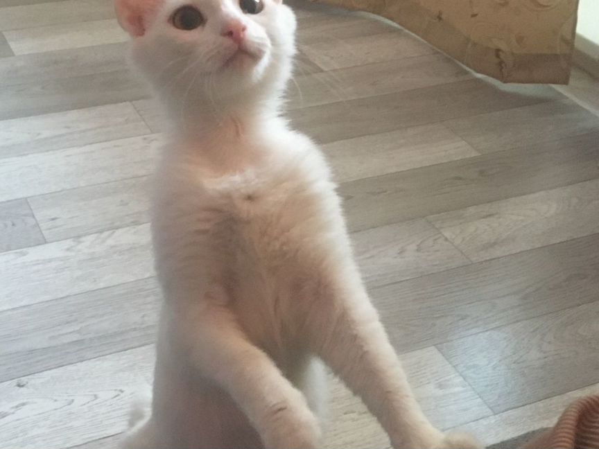 Котёнок 4 месяца, кошка