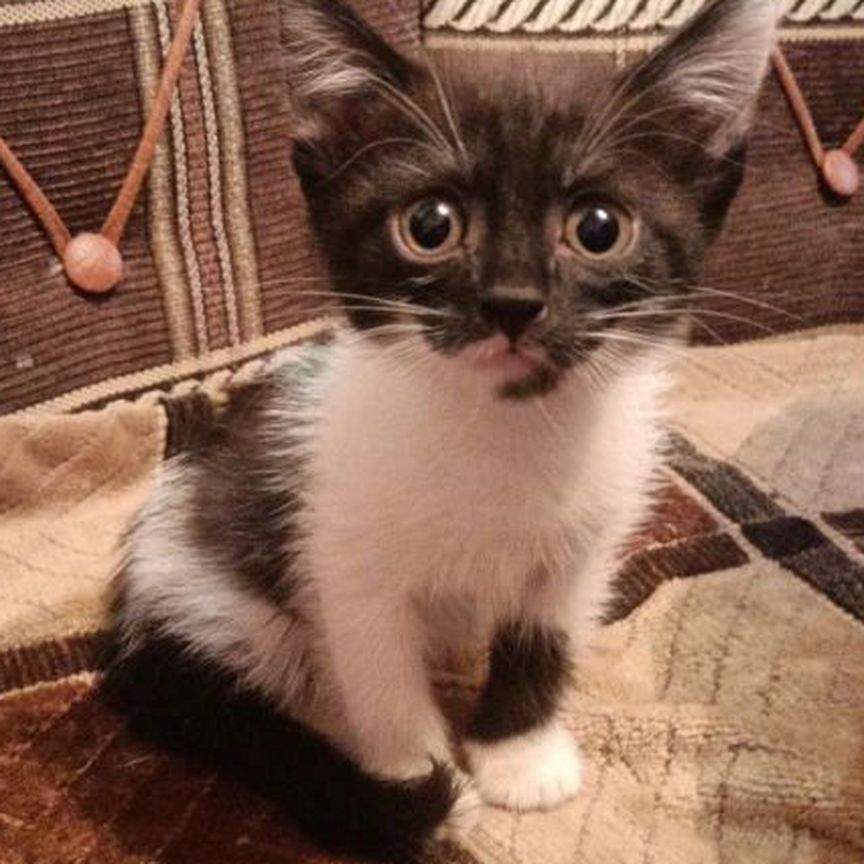 Котёнок в добрые руки