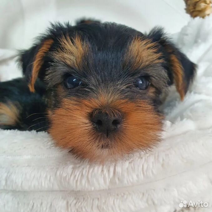 Продаются щенки йоркширский терьер