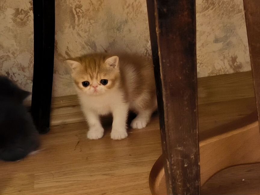 Котенок - Можно зарезервировать