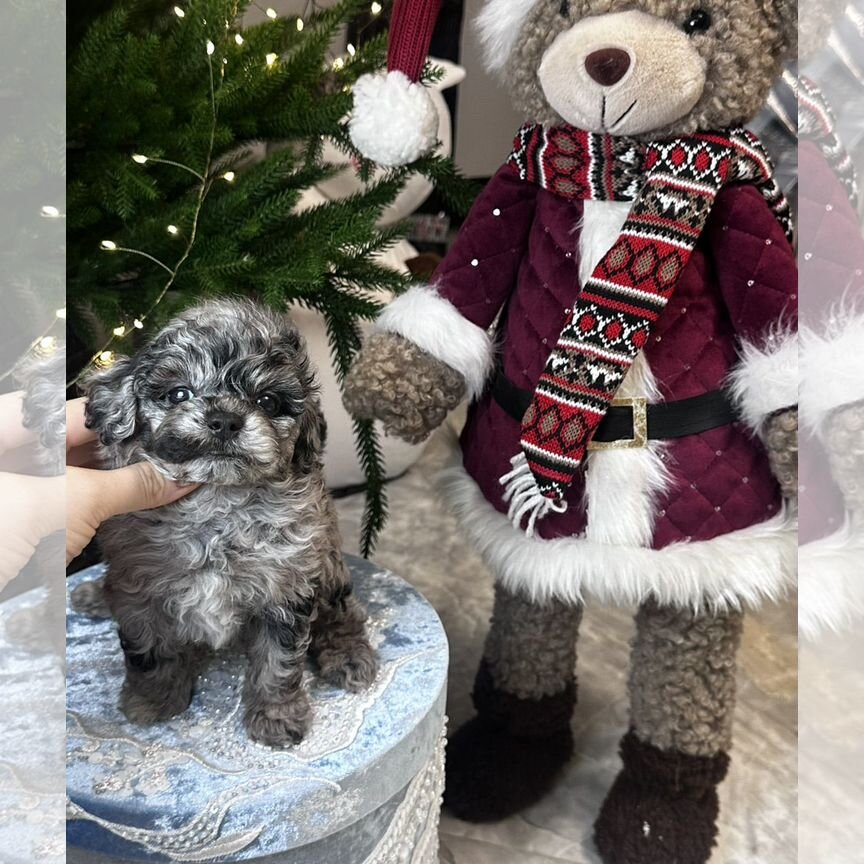 Мальтипу мрамор эксклюзив