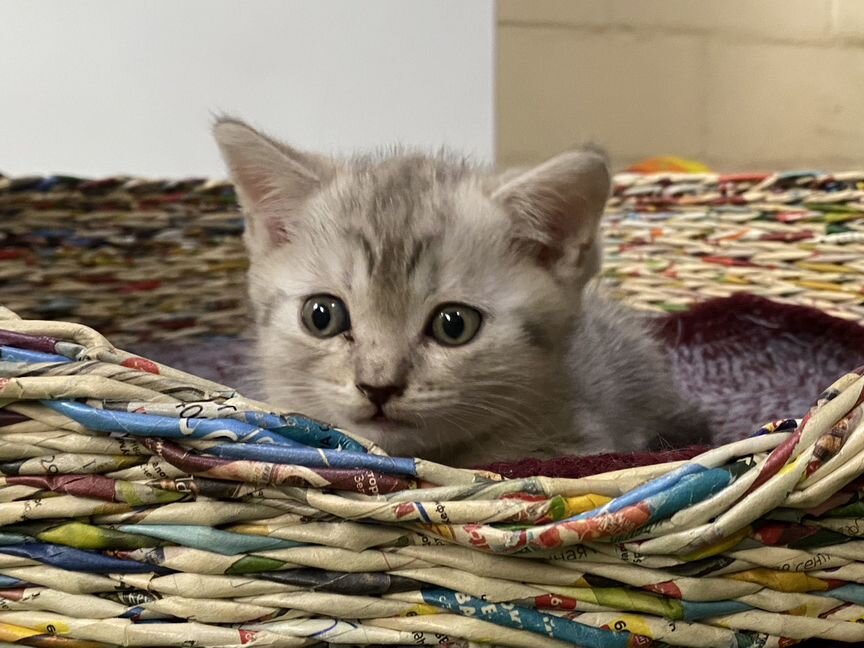 Британсике котята